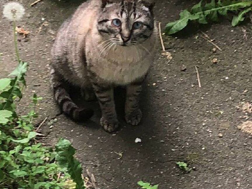 Отдам в добрые руки кошку (кот)