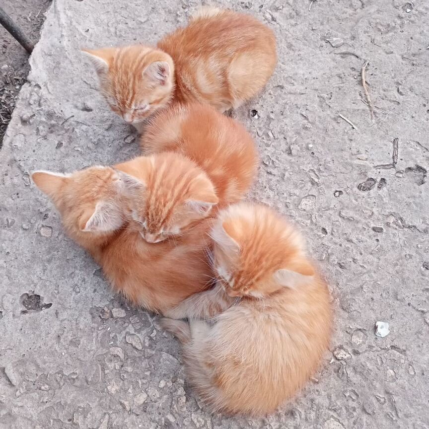 Котята рыжие бесплатно