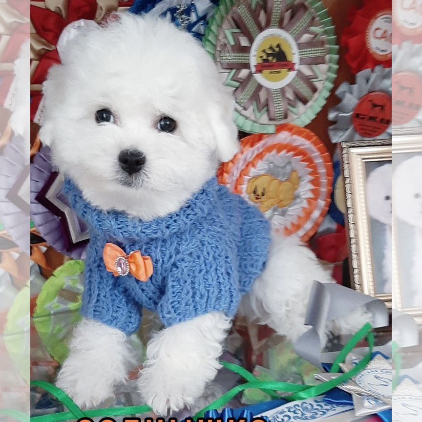 Бишон фризе, щенок