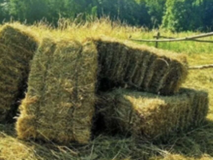Сено в тюках, солома ячменая