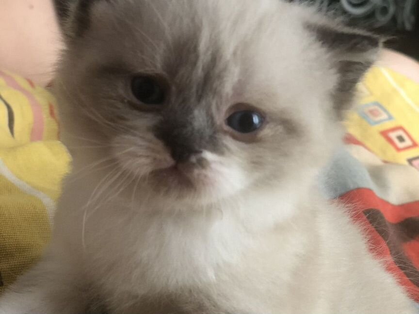 Шотладские котята