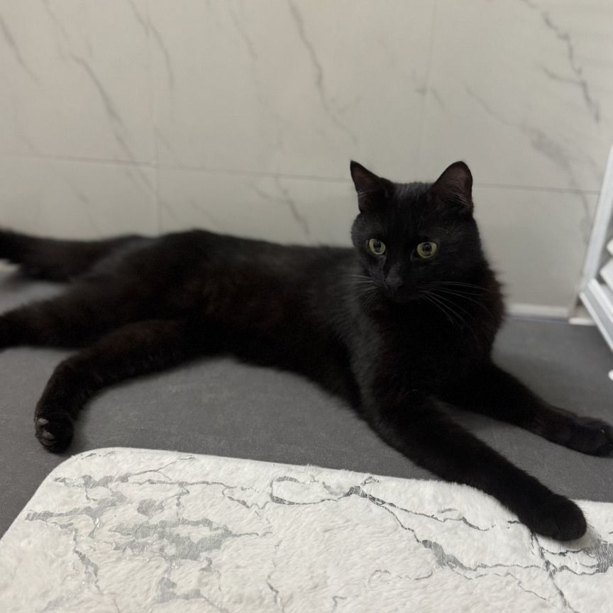 Кот в добрые руки