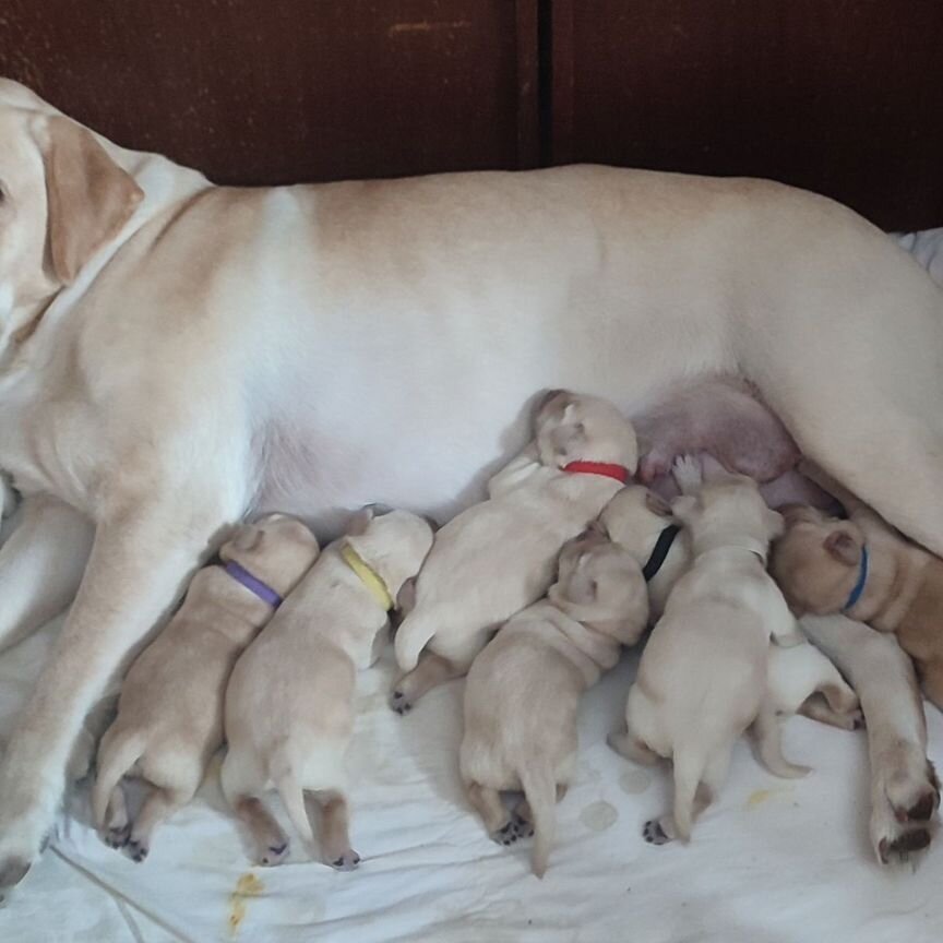 Щенки лабрадора палевые