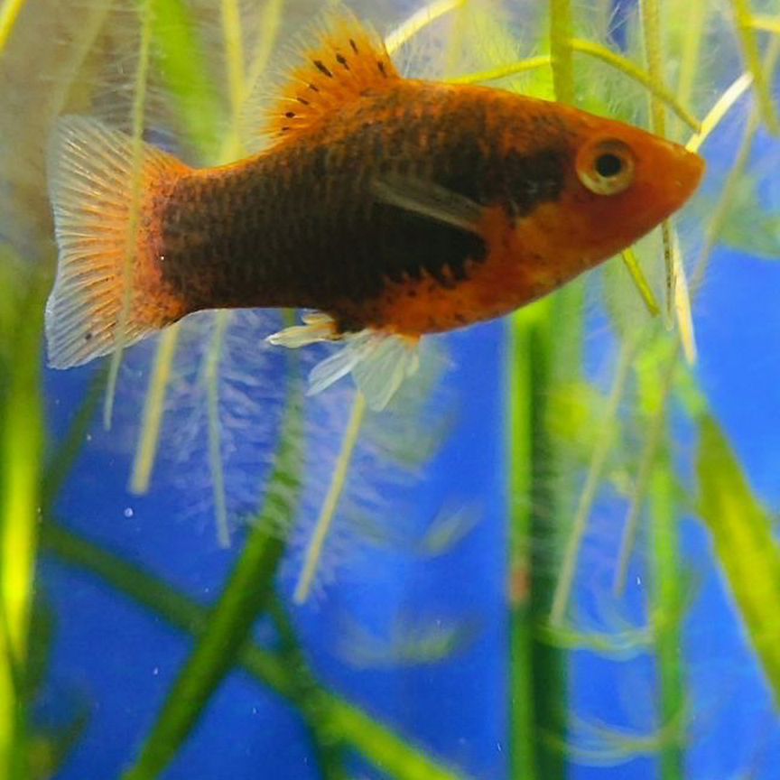 Пецилия красная тукседо