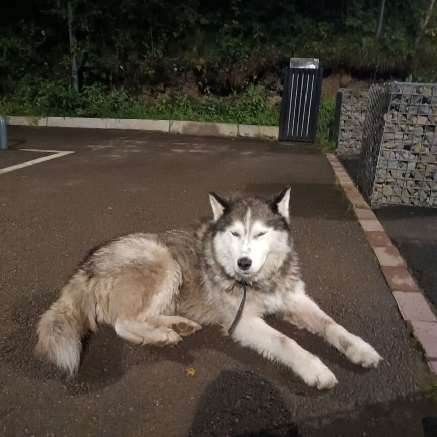 Найден Сибирский хаски Восточный вход на Столбы