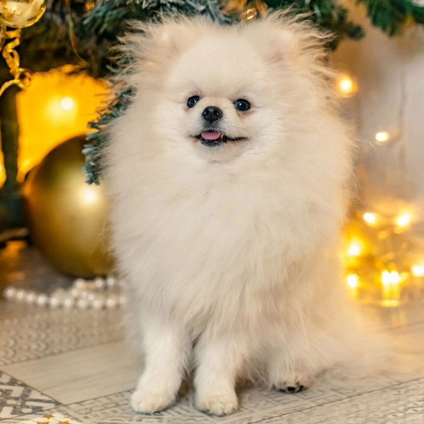 Померанский шпиц, взрослый пёс