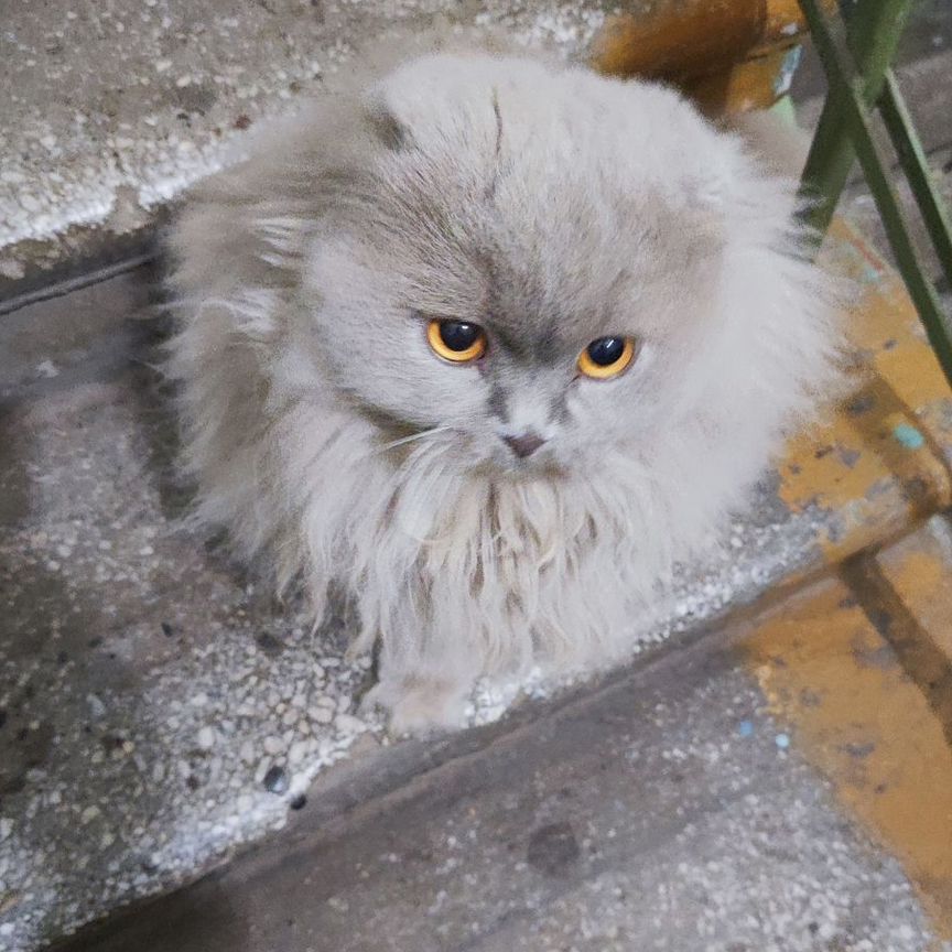Кошка британская длинношерстная в дар