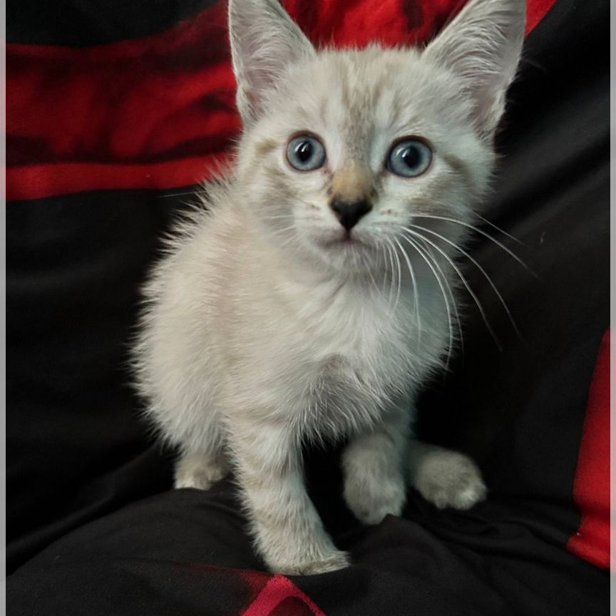 Котята отдам бесплатно
