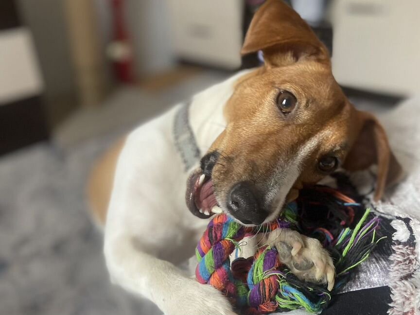 Джек рассел Вязка