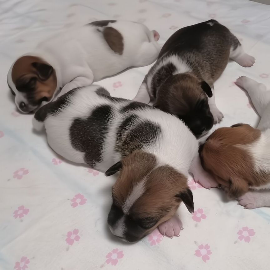 Джек-рассел-терьер, щенок