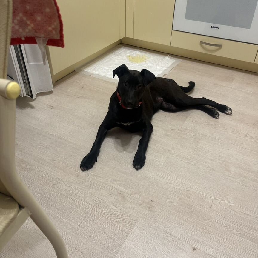 Щенок в добрые руки бесплатно