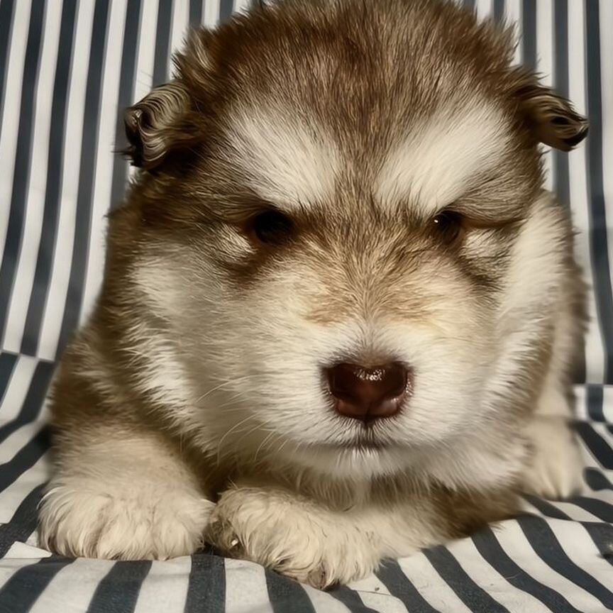 Аляскинский маламут, щенок