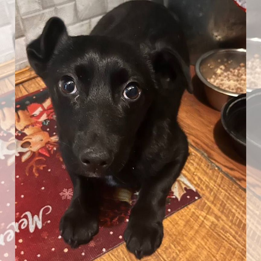 Щенок в добрые руки