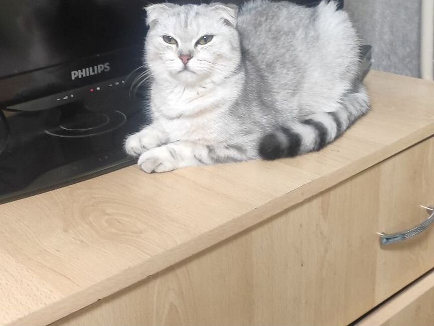 Шотландские вислоухие котята шиншилла