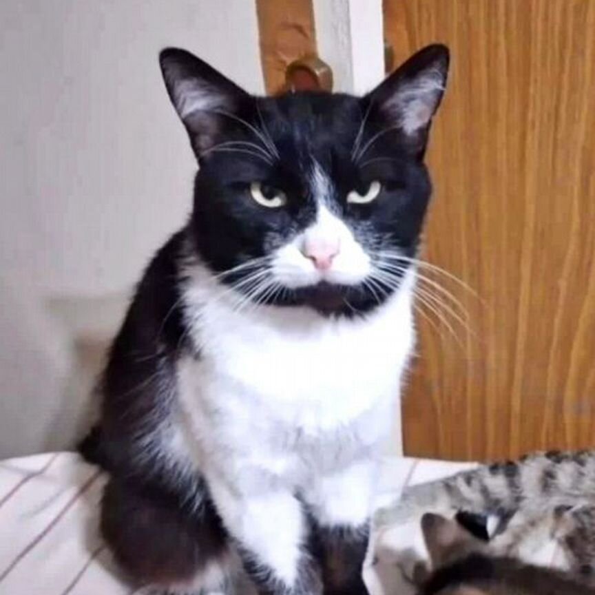 Шикарный молодой котик