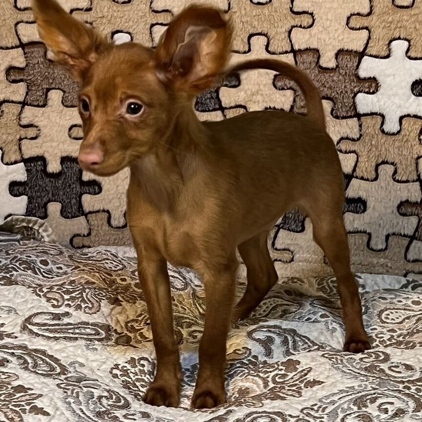 Той-терьер длинношерстный