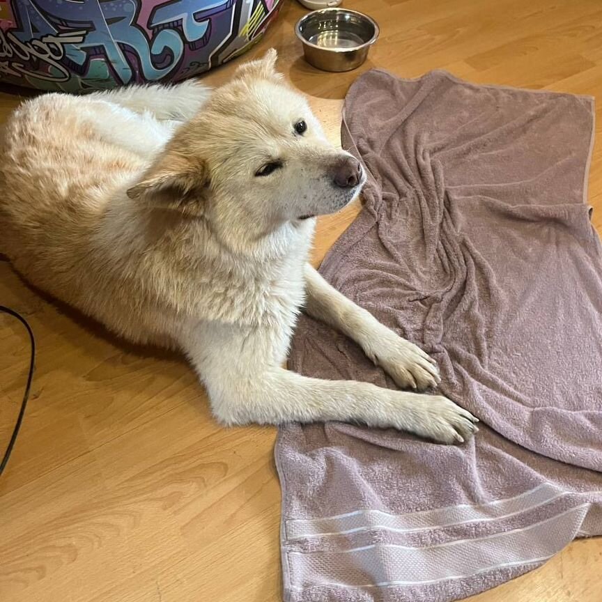 Ищем старых хозяев