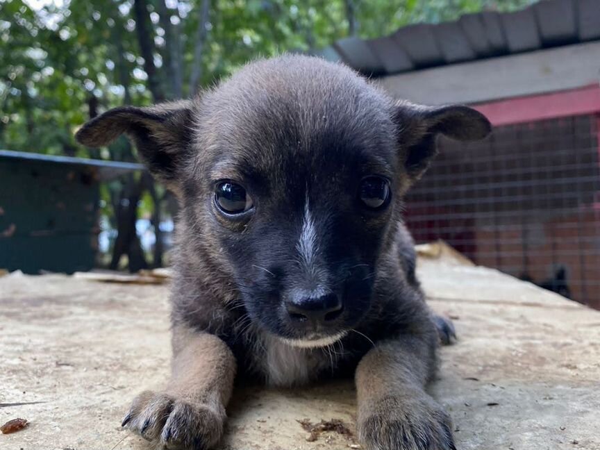 Щеночки в добрые руки