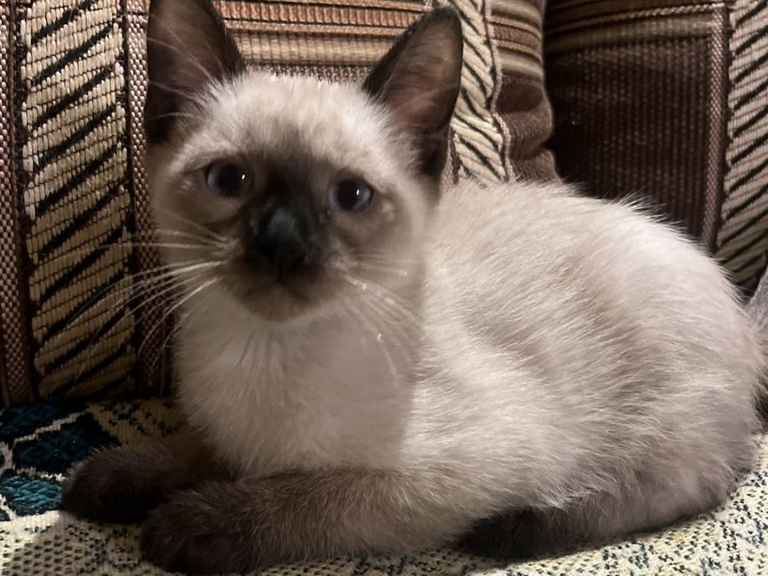 Тайский котик