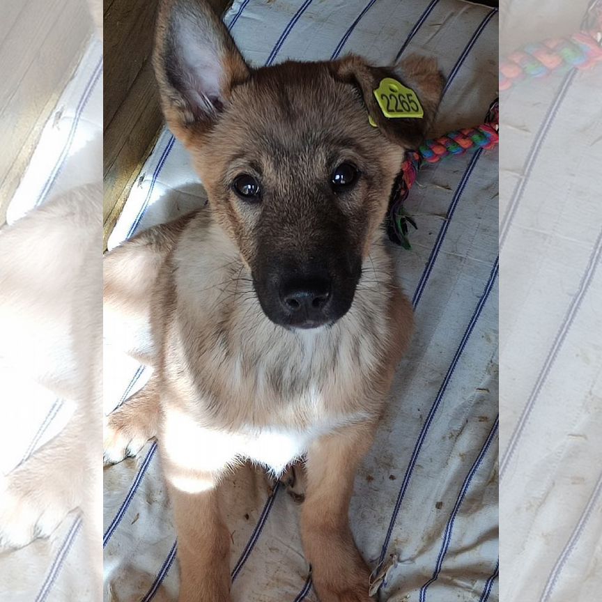 Щенок в добрые руки