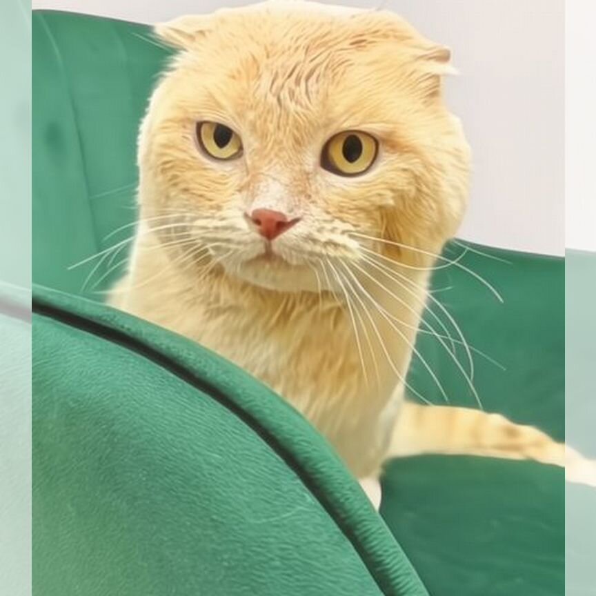 Шотландский вислоухий короткошёрстный, взрослый кот