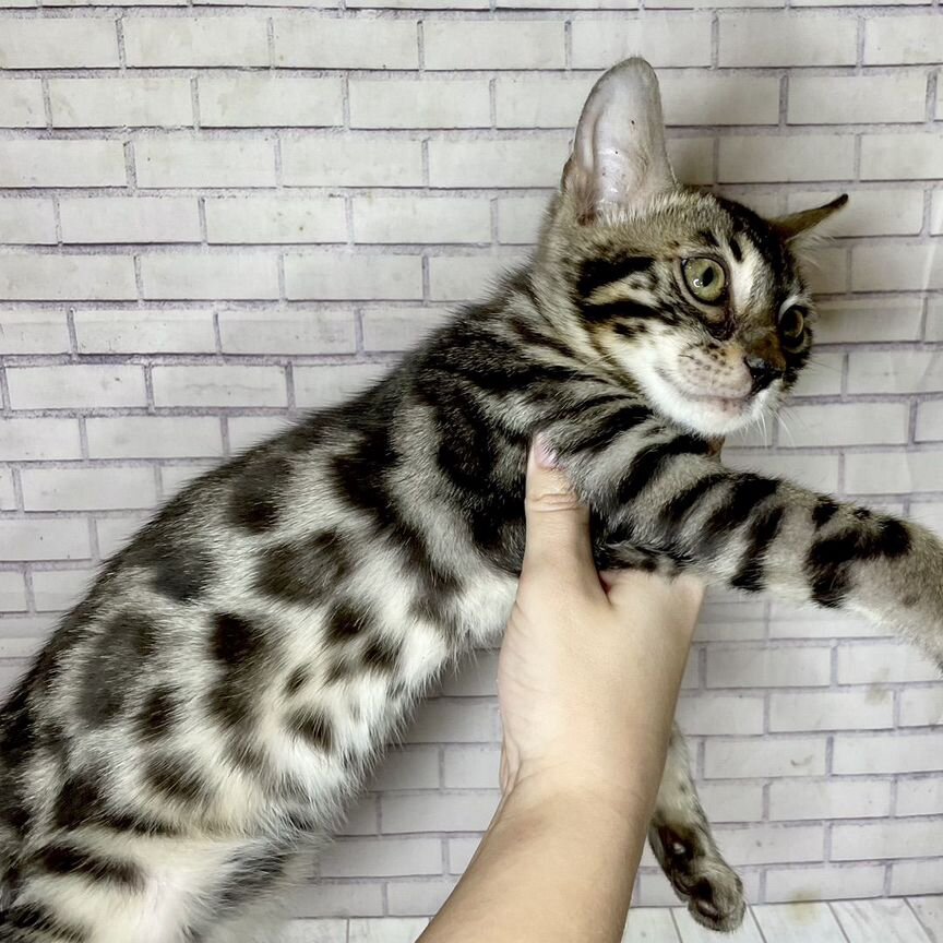 Бенгал котенок угольный с метрикой