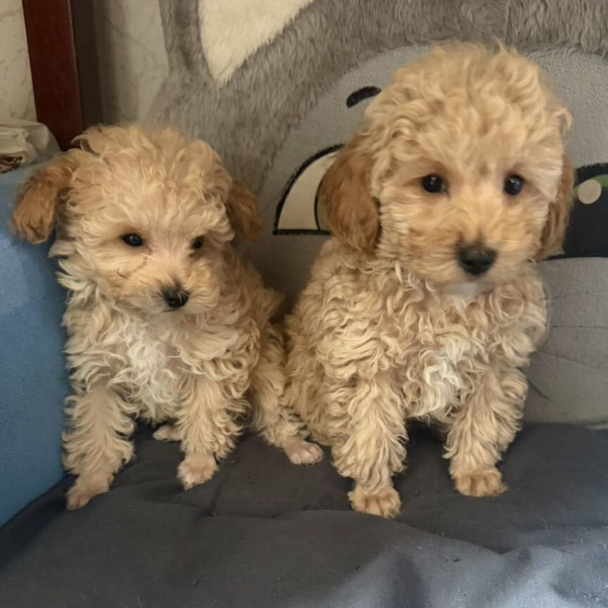 Той-пудель, щенок