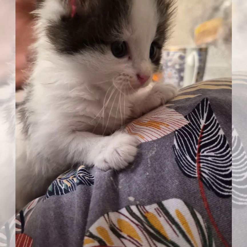Котёнок в добрые руки