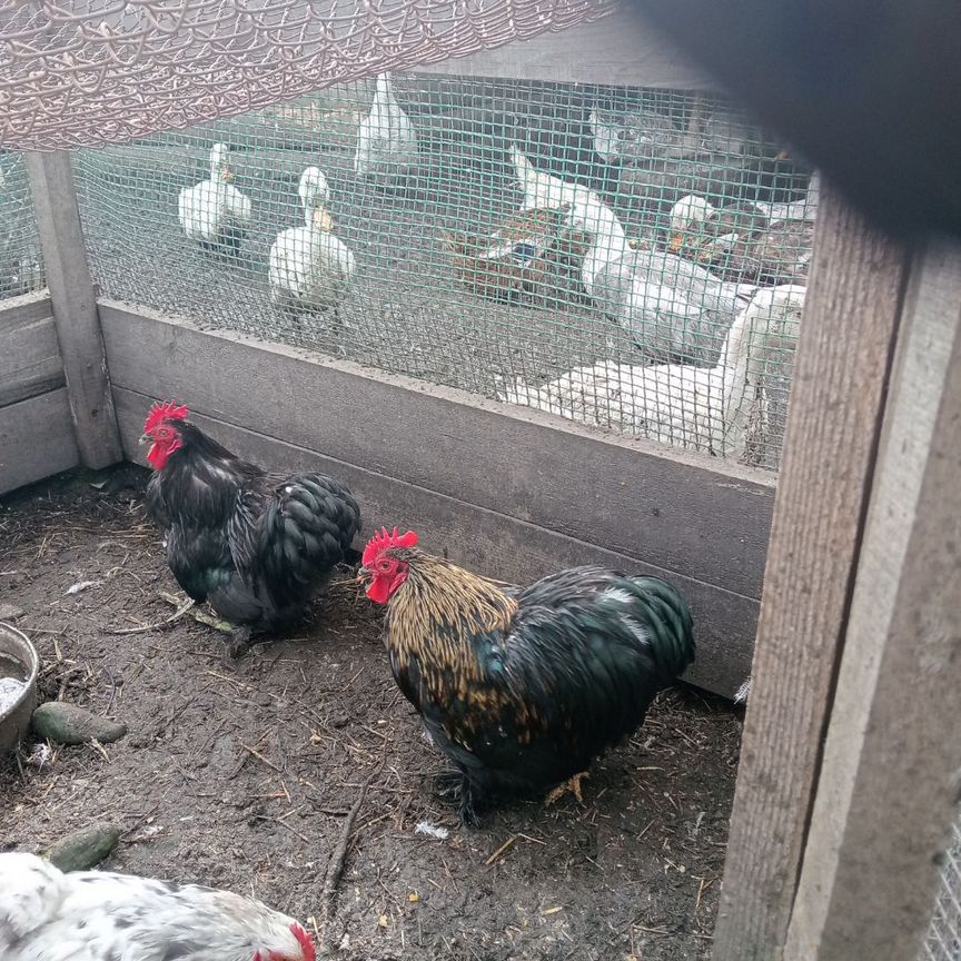 Петухи миникохи