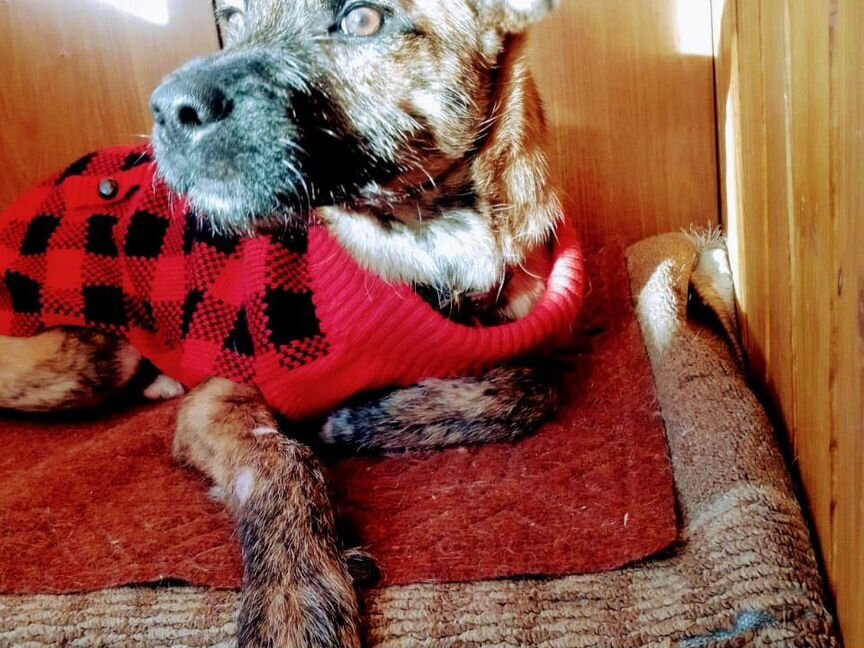 Тигровая дворянка - щенок ждёт Вас