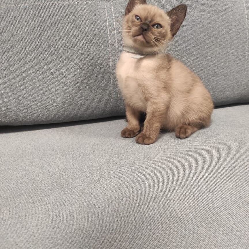 Мальчик европейской бурмы котенок