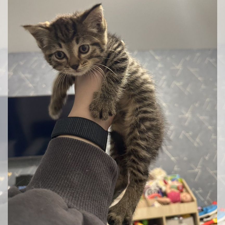 Котенок