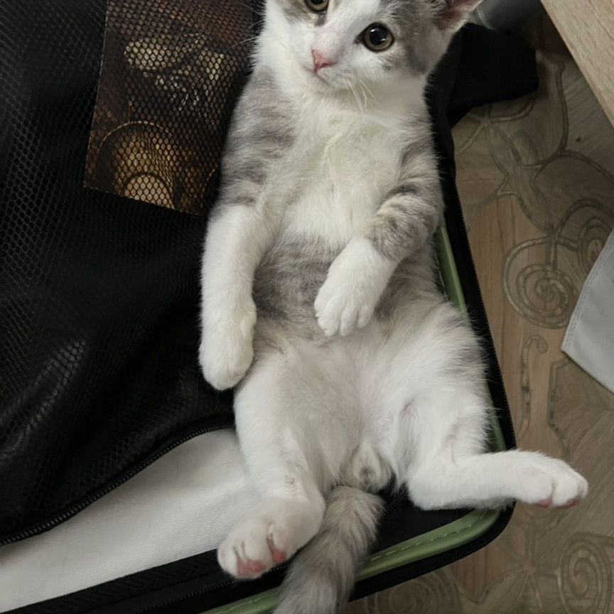Котята