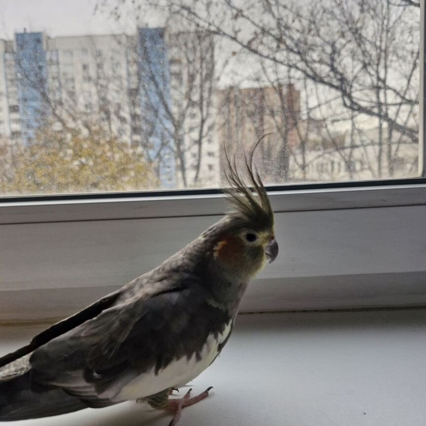 Попугай корелла с клеткой