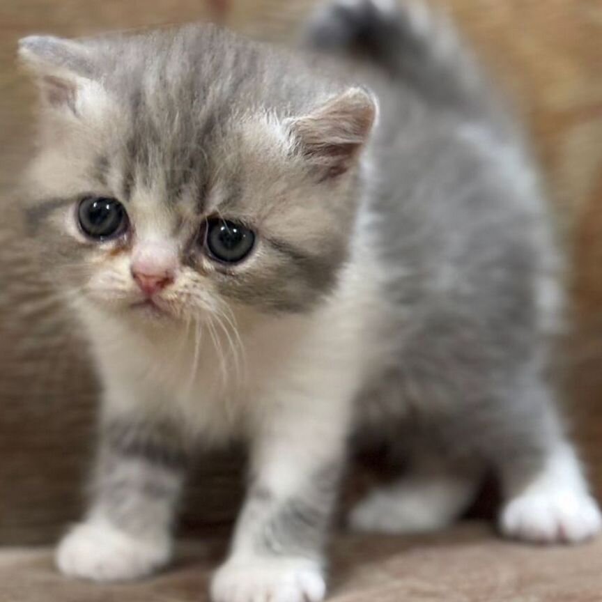 Персидские котята экзоты экстемалы