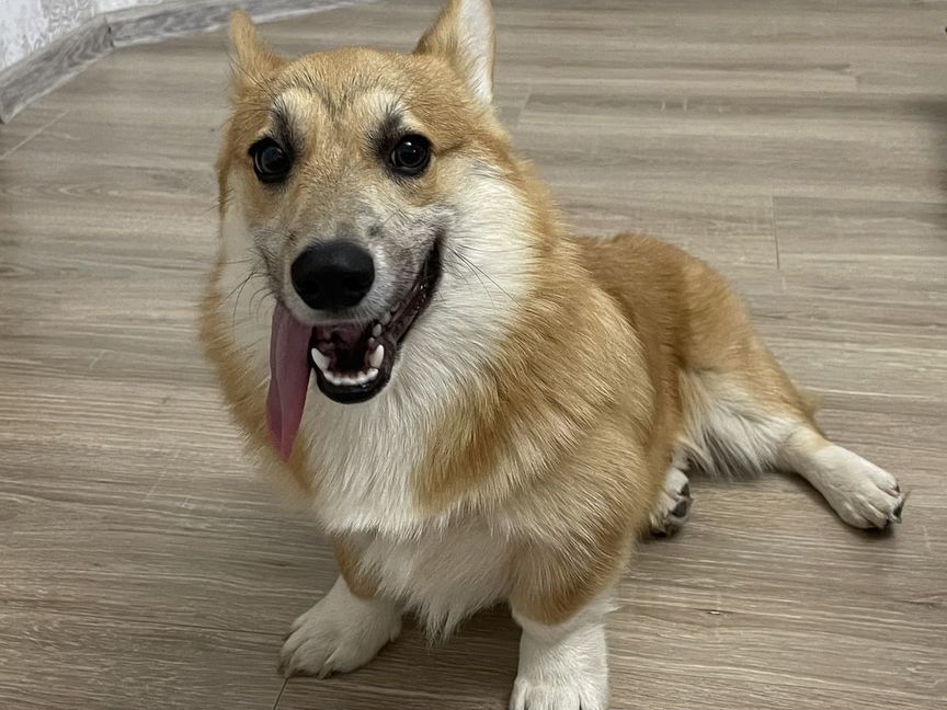 Собака вельш-корги