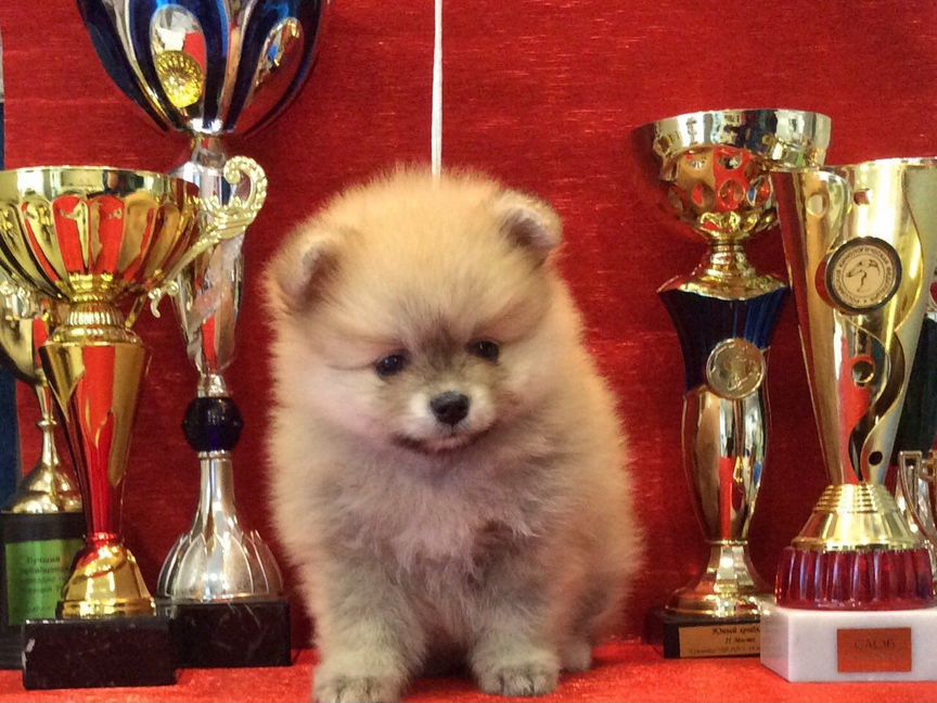 Новогодний подарок шпице мишка померашка