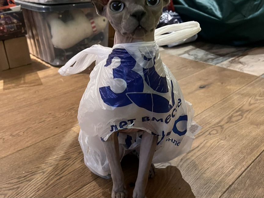 Канадский сфинкс кошка