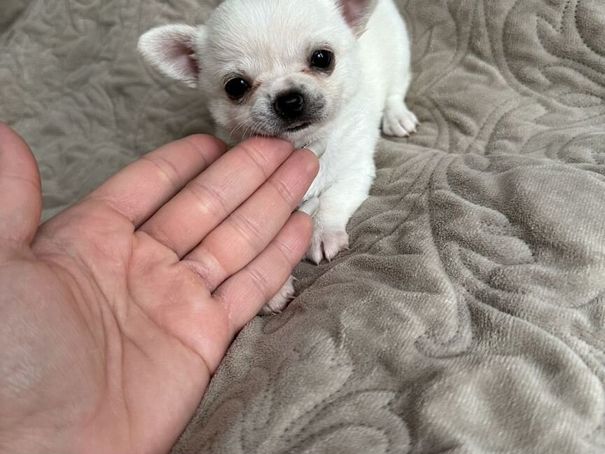 Кукольная мини девочка чихуахуа