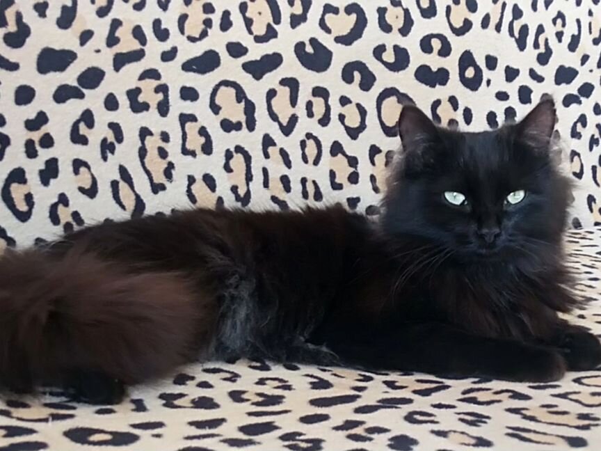 Бесплатно в добрые руки