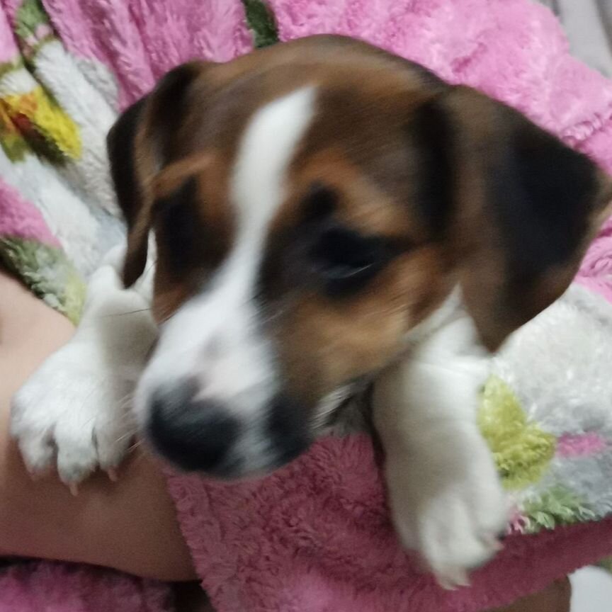 Джек-рассел-терьер, щенок