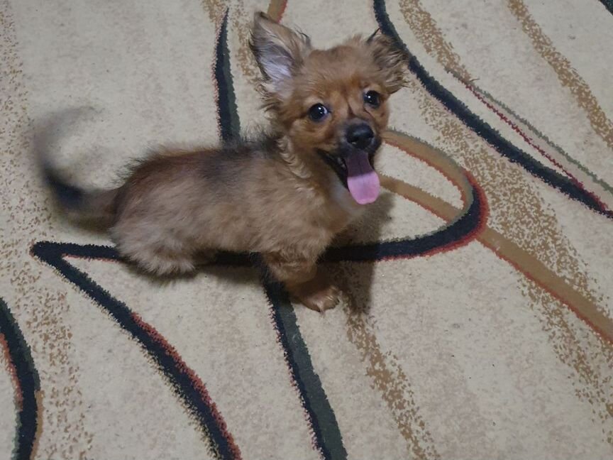 Немецкий шпиц+ пекинес