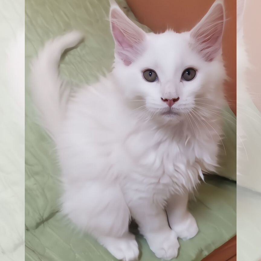 Мейн-кун котёнок