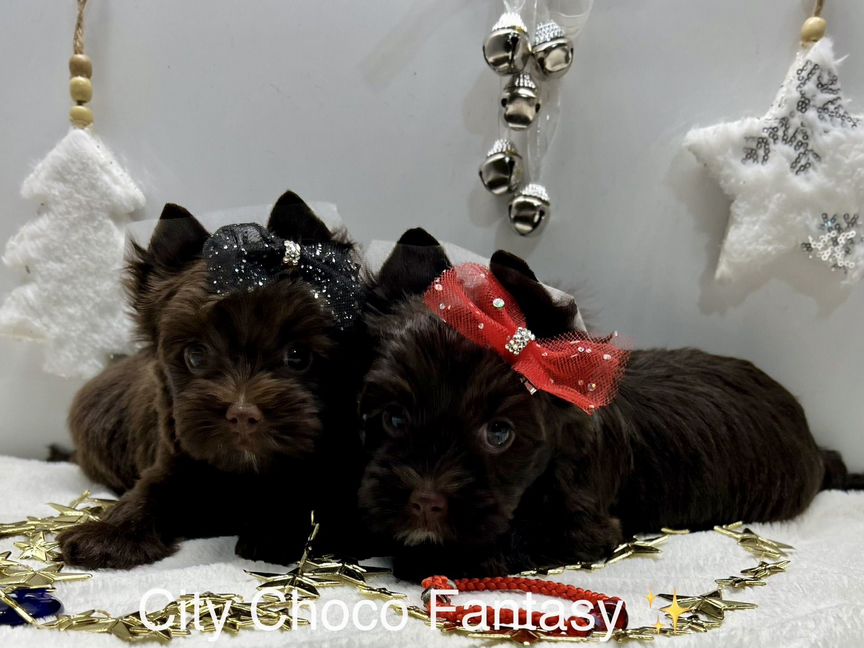 Эксклюзивный окрас шоколадного йорка