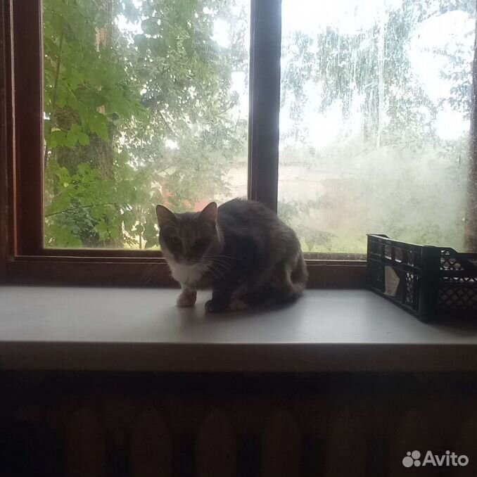 Кошечка Кэти в добрые руки