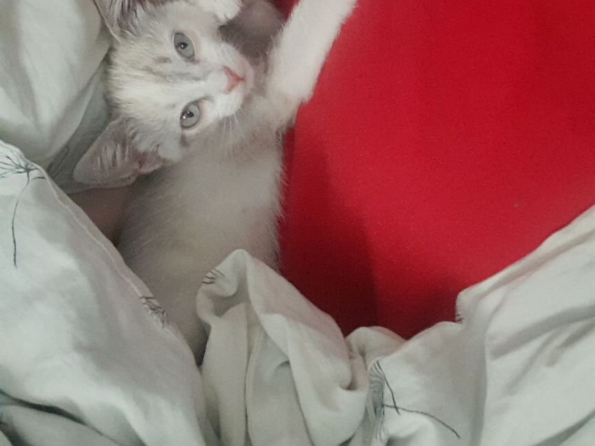 Котенок