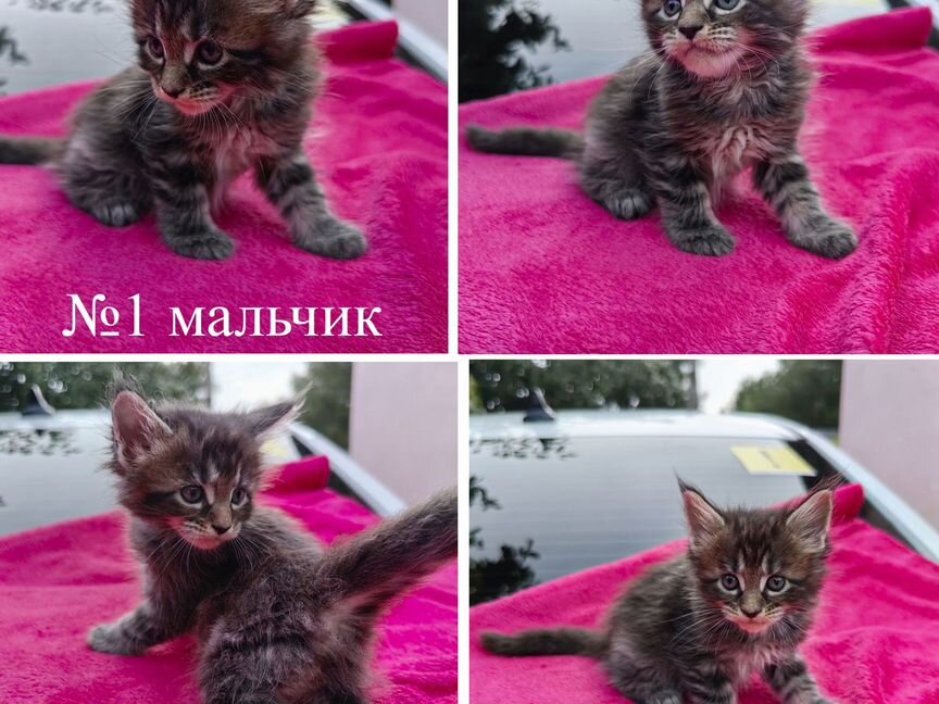 Продам котят мейн-кун