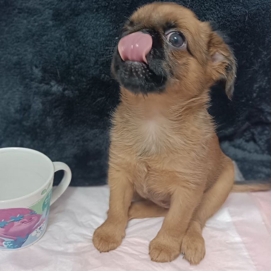 Пти-брабансон, щенок