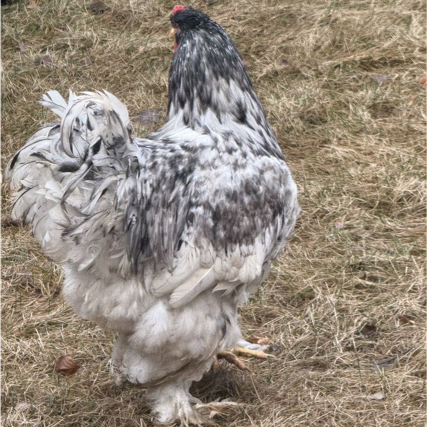 Куры породы брама