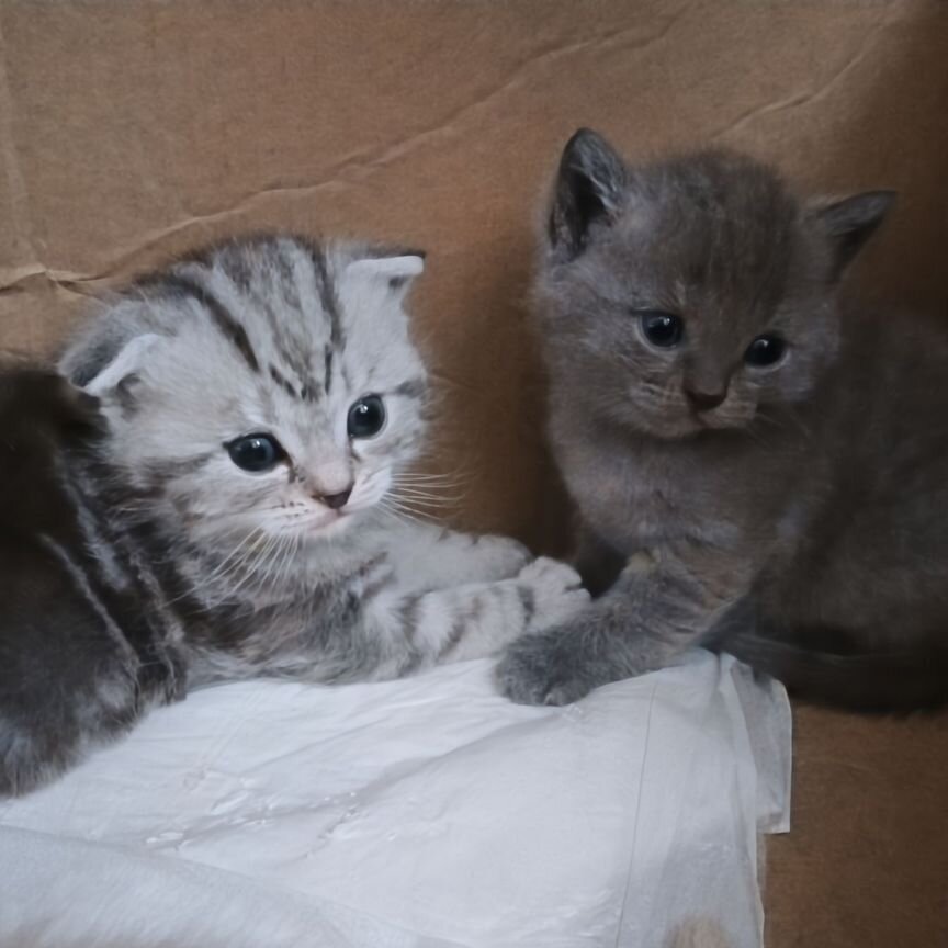 Шотландский вислоухий короткошёрстный котёнок